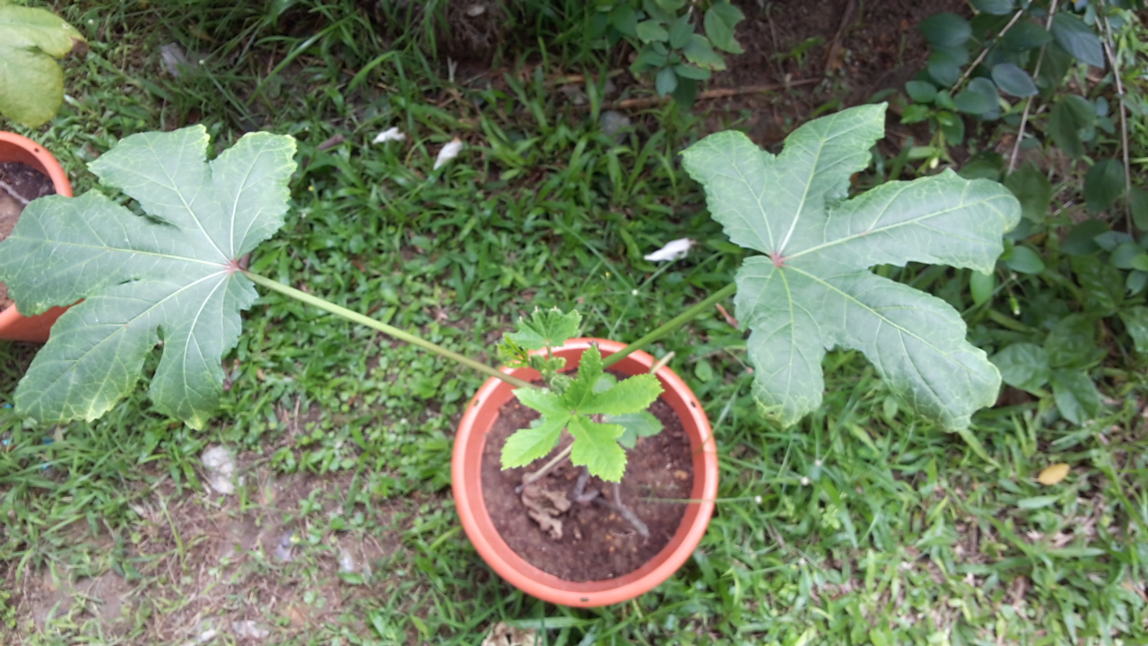 Journey of Growing Lady's Finger Plant: Eleventh Week Growth Condition ...