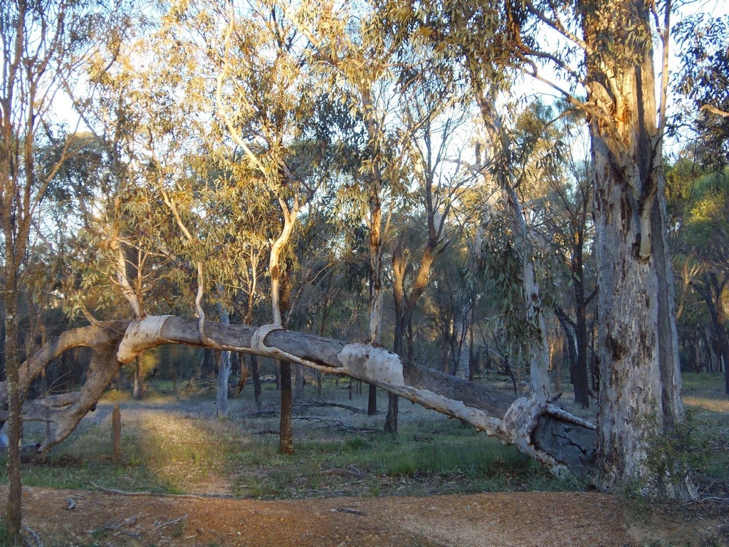 Solo Steve On The Road: YORNANING DAM via CUBALLING WA