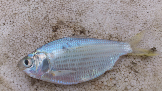 Adda Aziz: DAA : RESEPI ASAM PEDAS IKAN SELANGAT