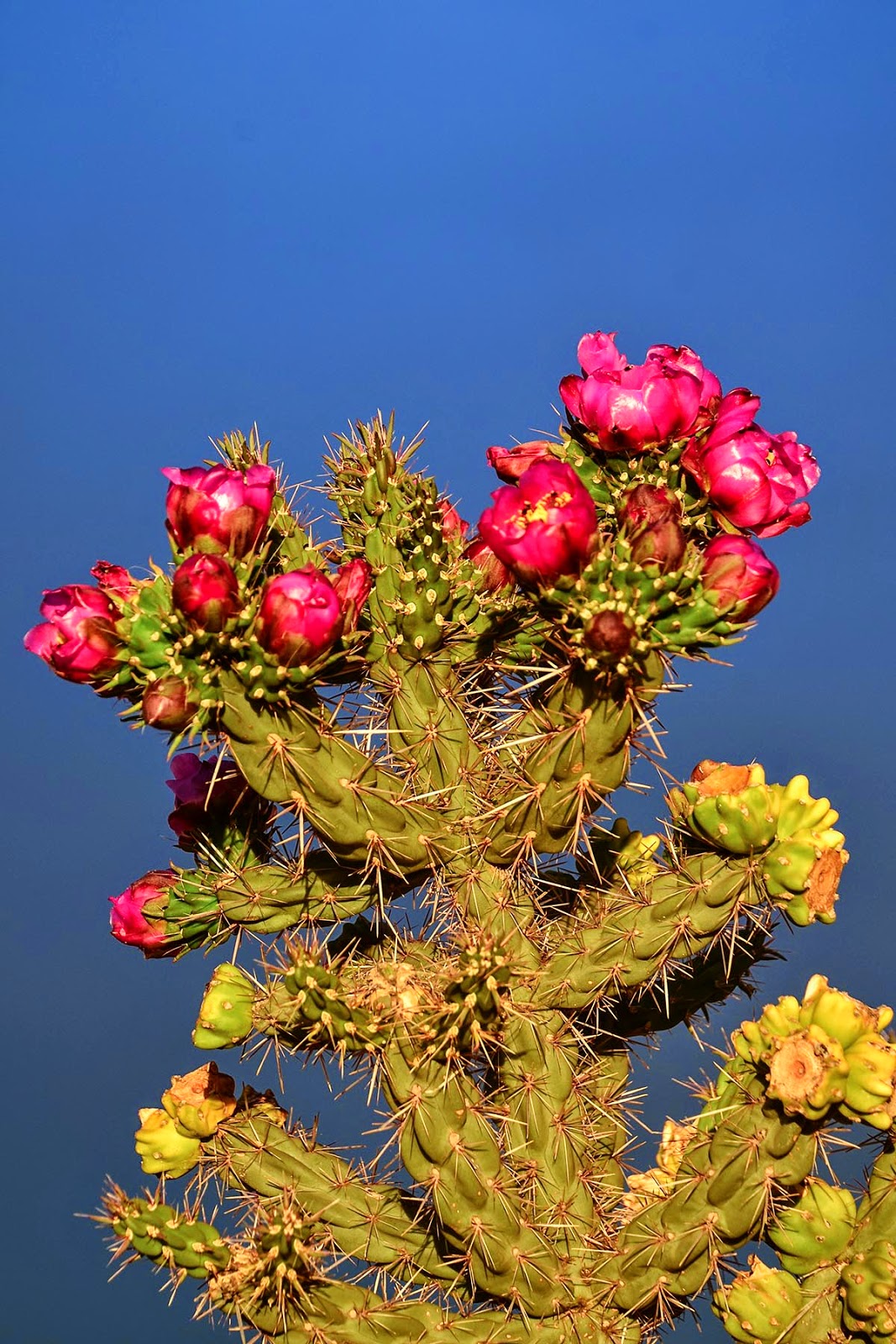 The 7MSN Ranch: A bumper crop of cholla cactus