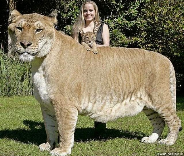 Los 5 animales híbridos más curiosos