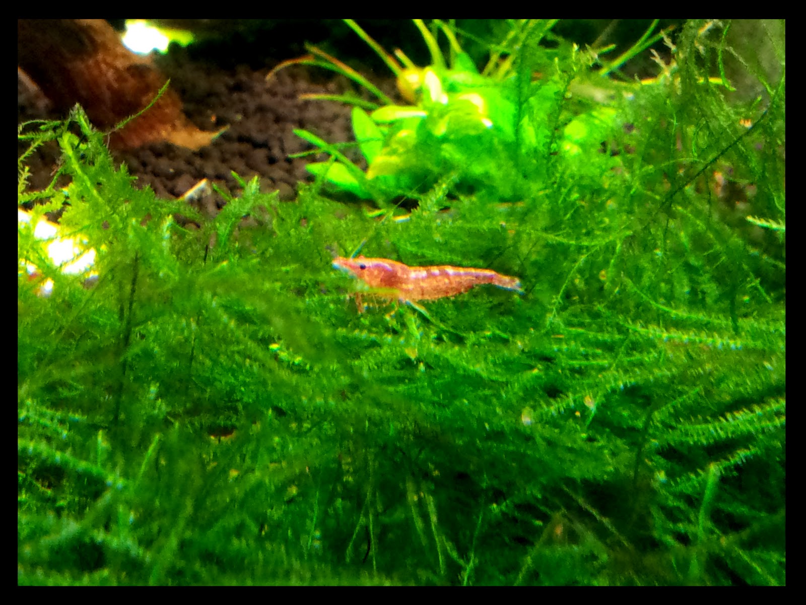 Pezcres.blogspot.com: Nombre común: gamba cereza, red cherry shrimp