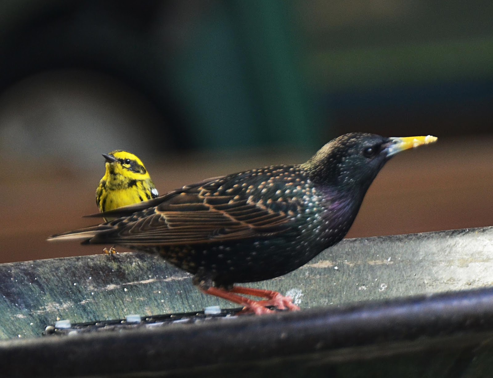 Oregon Backyard Birds, etc.: A Pecking Order