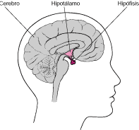 Ridwan's Blog: Kelenjar Hipofisis