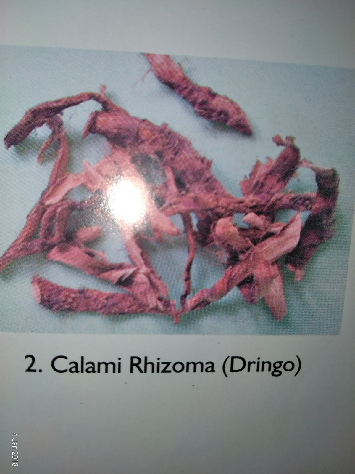 CALAMI RHIZOMA