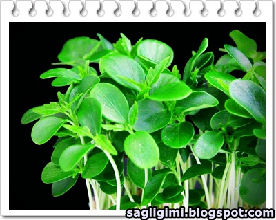 Sağlıklı bir yaşam için Tüyolar Bilgiler....