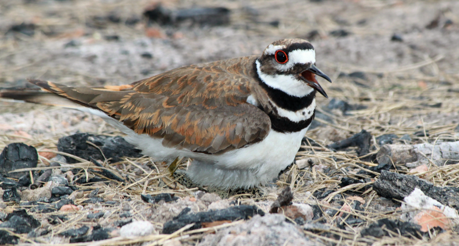 The Great Wieda Adventure