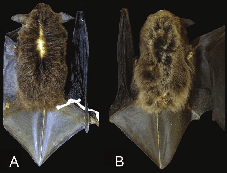 Species New to Science: [Mammalogy • 2017] Caribbean Myotis (Chiroptera ...