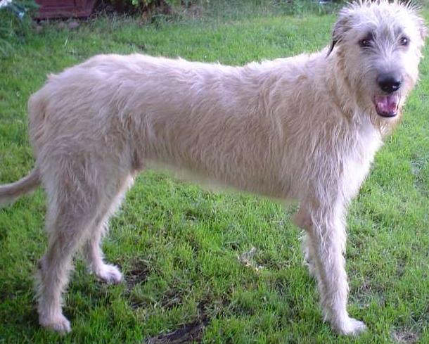 pasiuni 011: Ogarul Irlandez sau Irish Wolfhound