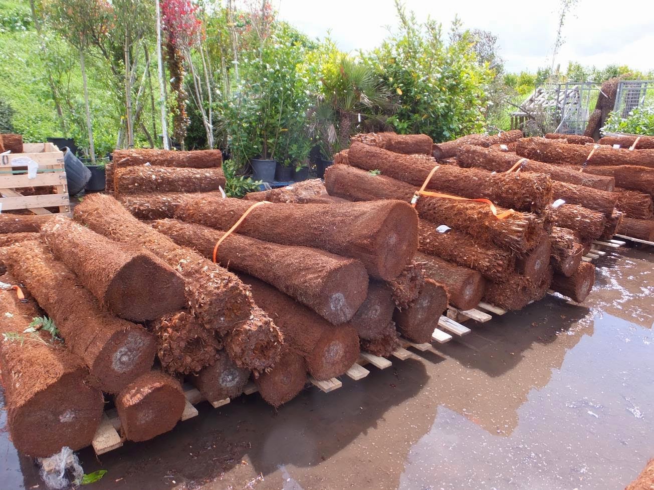 Alternative Eden Exotic Garden: How Not to Treat a Tree Fern