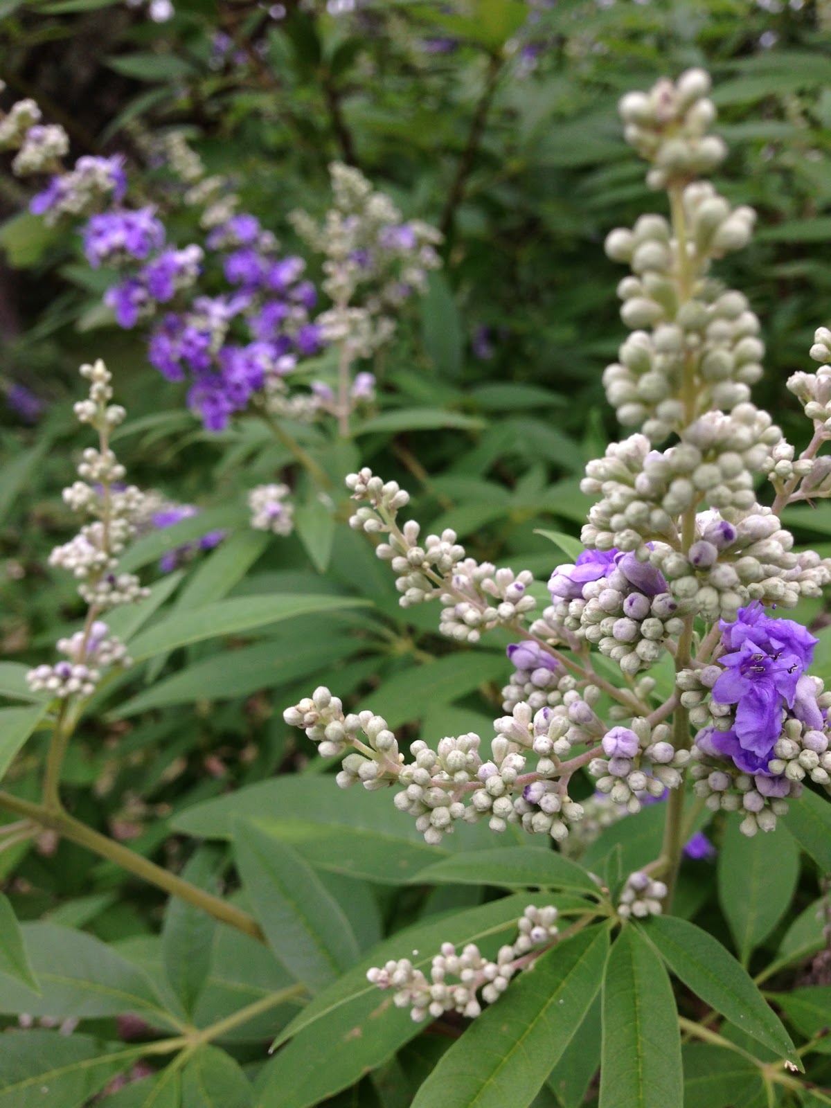 Hill Country Herbalist: Hill Country Herbs: Topical uses for Borage ...