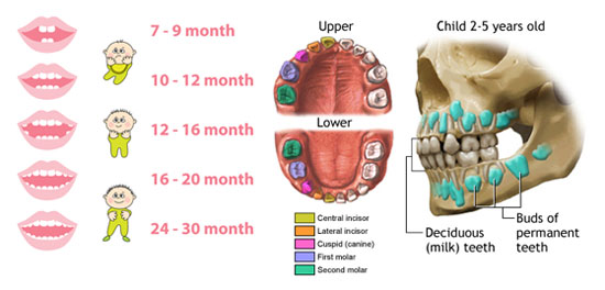 Langkah Tepat Merawat Gigi Anak-Anak | Medkes