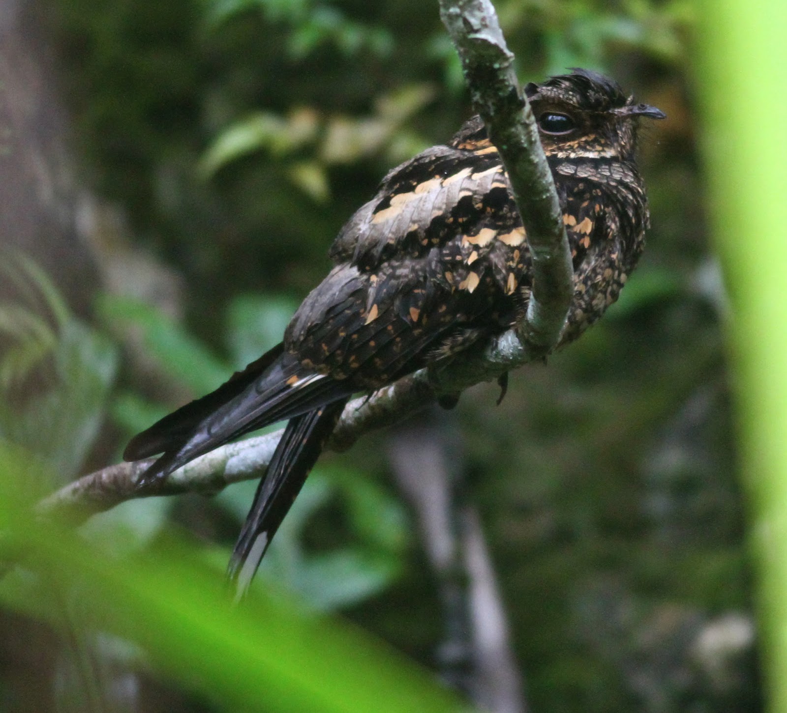 A Birder in The Philippines: January 2013