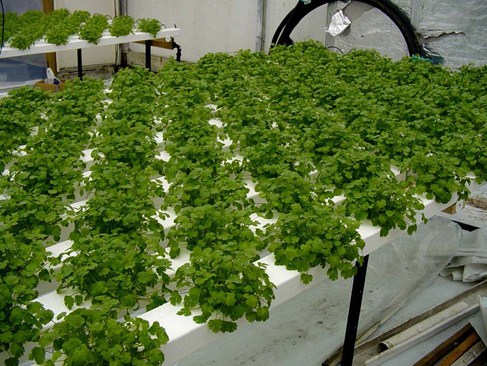 Teknik Menanam Sayuran - Portal Hidroponik