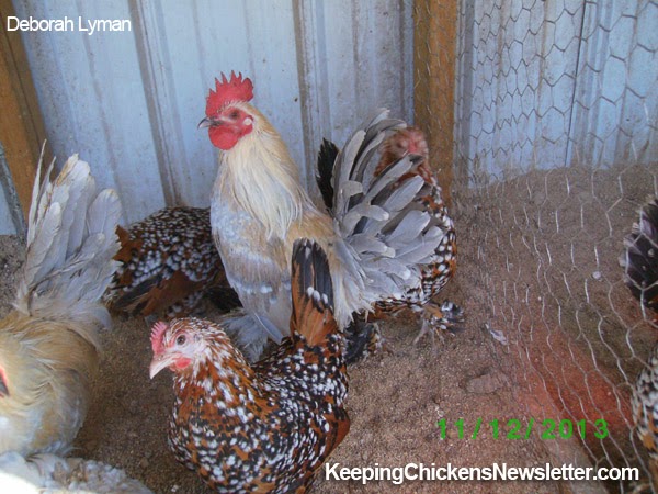 Raising Chickens : Keeping Chickens in your Backyard