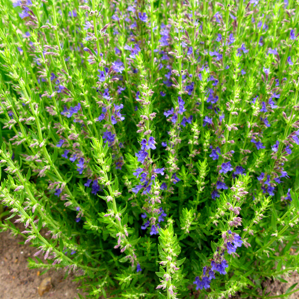 LJEKOVITO BILJE I LIJECENJE BILJEM: LJEKOVITO BILJE :Miloduh (Hyssopus ...