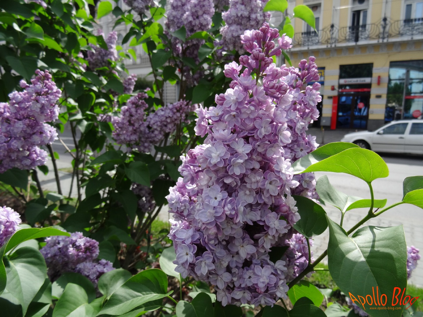 Apollo Blog: Targu Mures