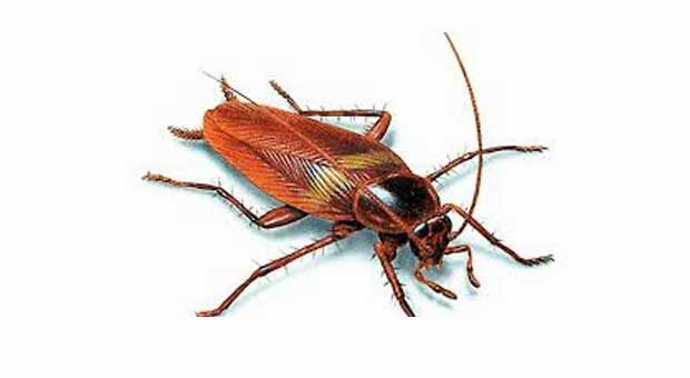 Bagas 47: 7 Fakta Terselubung Tentang Kecoa