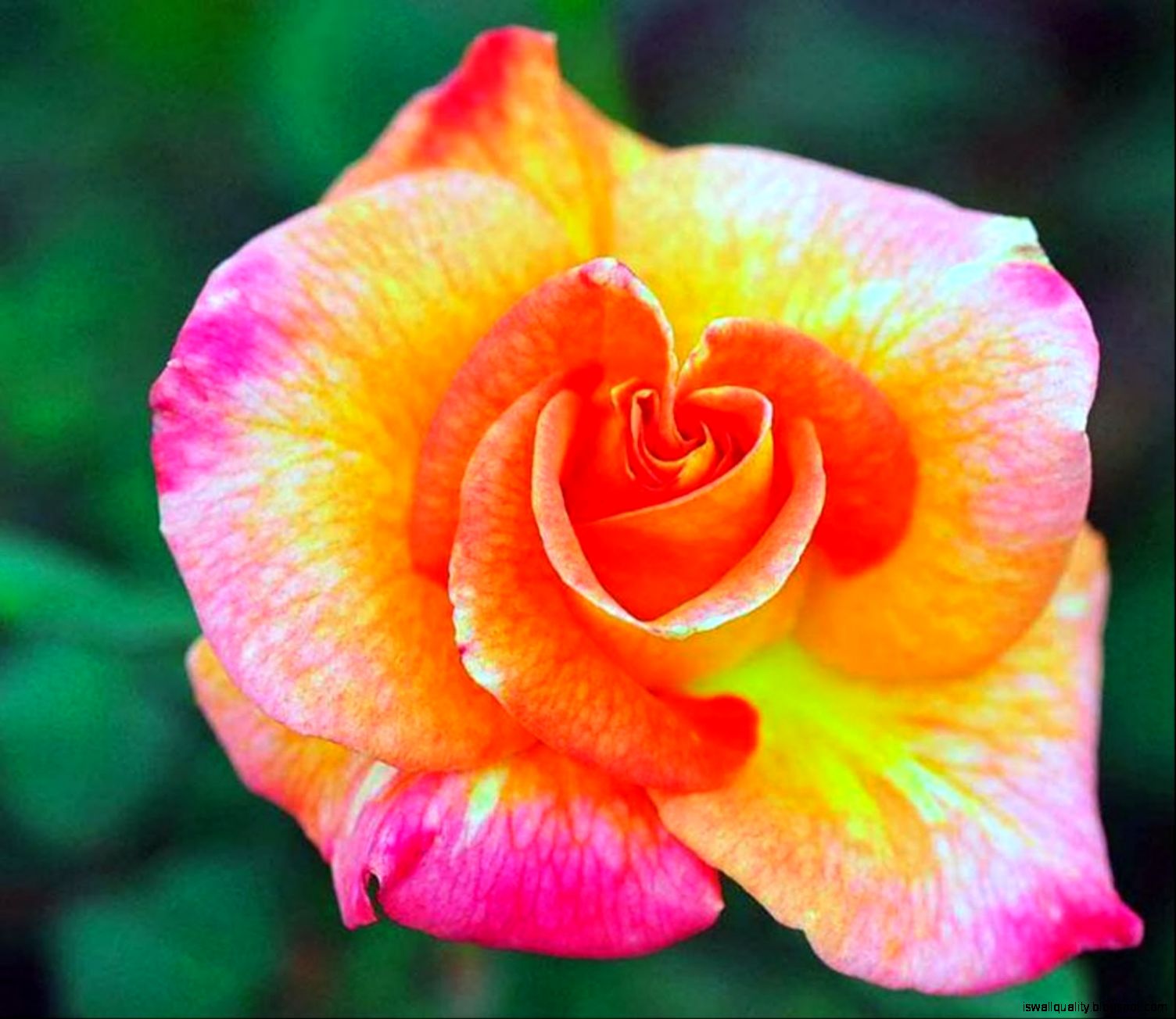 Nature Candy Wallpaper | Wallpapers Quality