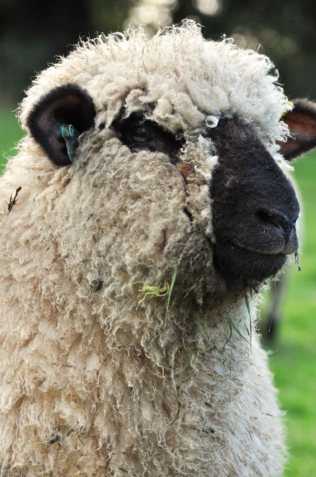 Rob Bowker Photography: Oxford Down sheep