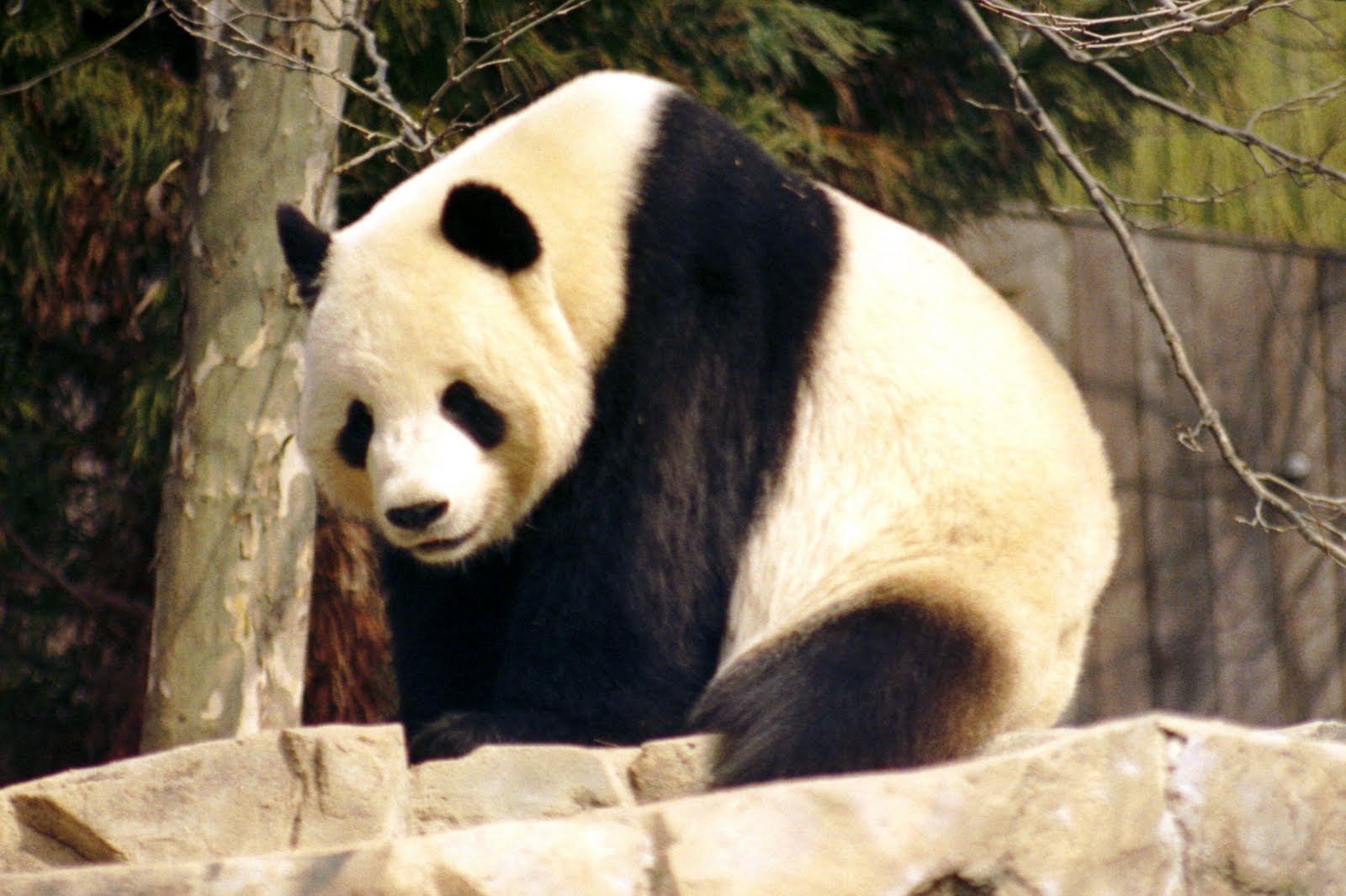 ALL ABOUT PANDA: JENIS JENIS PANDA
