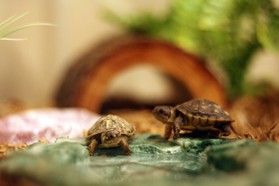 PaperTurtle: Tiny Turtles in Our House!