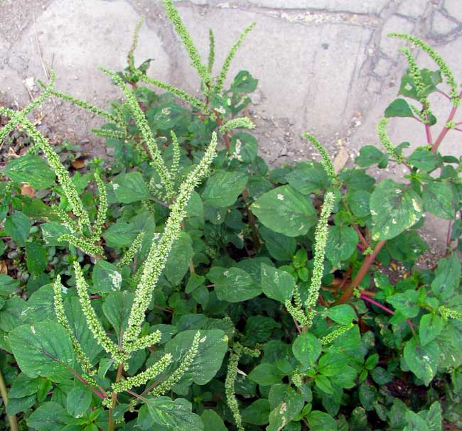Caruru-de-espinho (Amaranthus spinosus): alimento, medicinal e ...