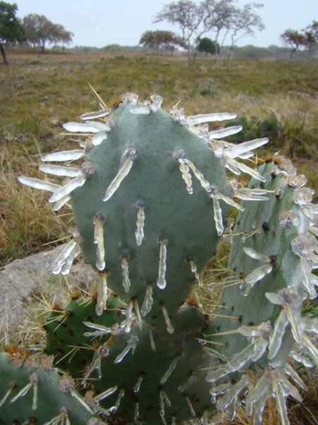 Durango Texas: It Is So Cold In Texas My Neighborhood Cactus Has ...