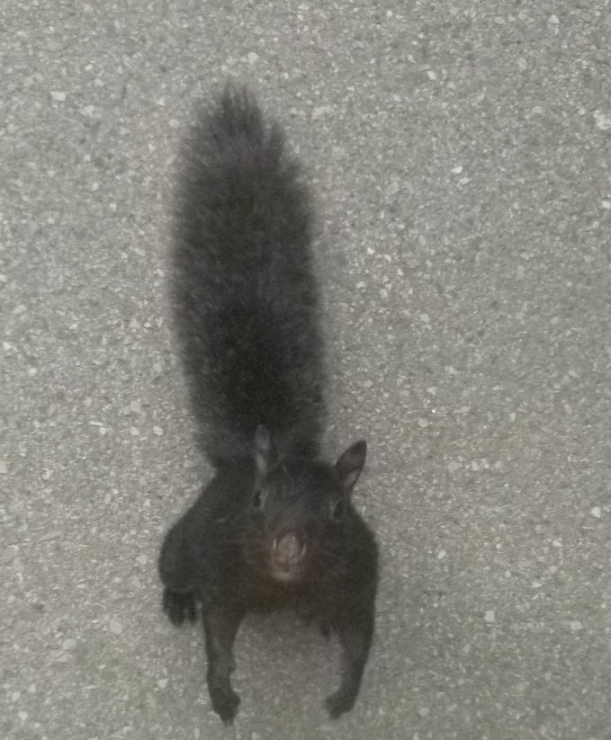 The New York Squirrel: Saying Goodbye