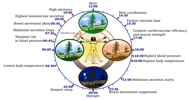 THE SECRET OF YOUR BODY CLOCK | 大學堂英文