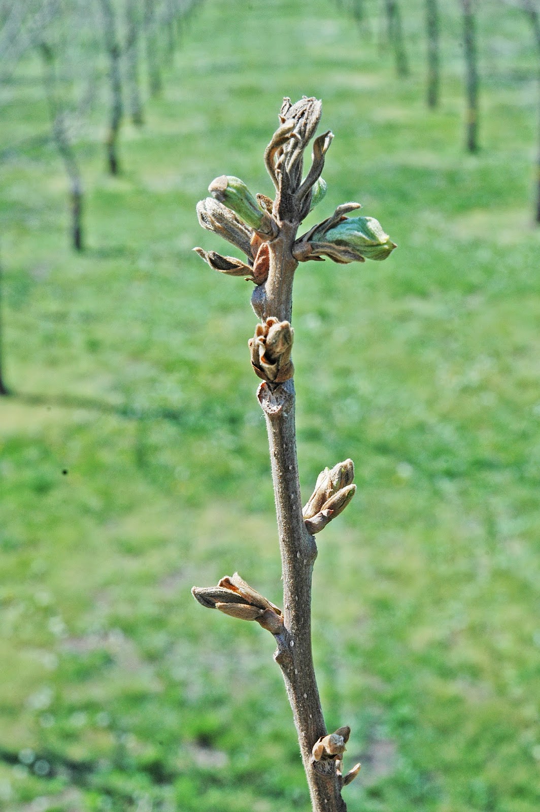 Northern Pecans: Pecan trees restart growth after frost