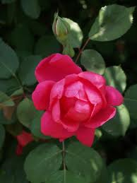 Local History: April 2014