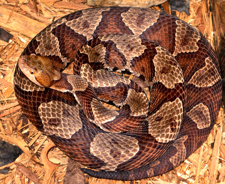Animal Pictures: American Copperhead