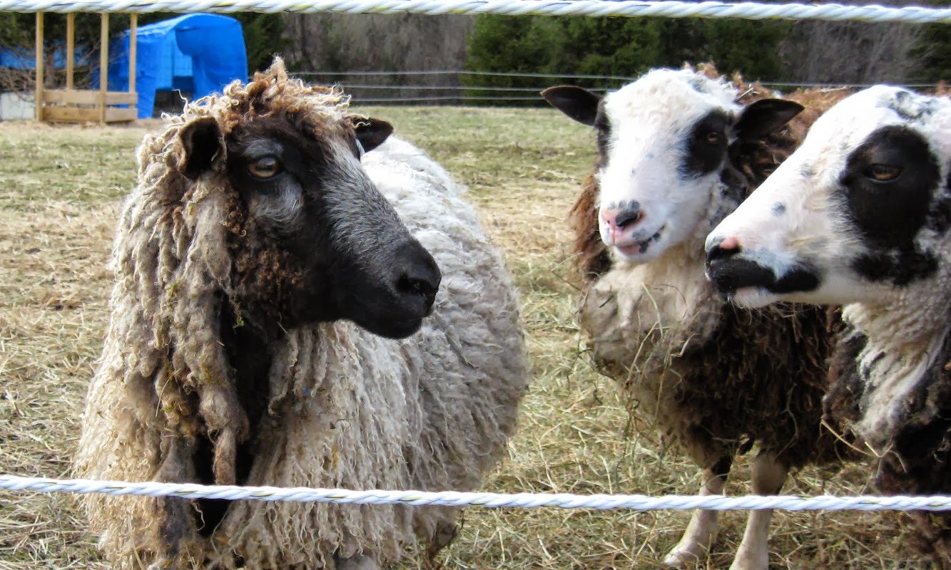 Raising Finnsheep : Two Reasons to Love Finnsheep!