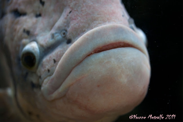 Nature Nut Lady: An Amazing Day at the Toronto Zoo