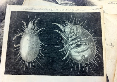 at the bench: Cheese Mites