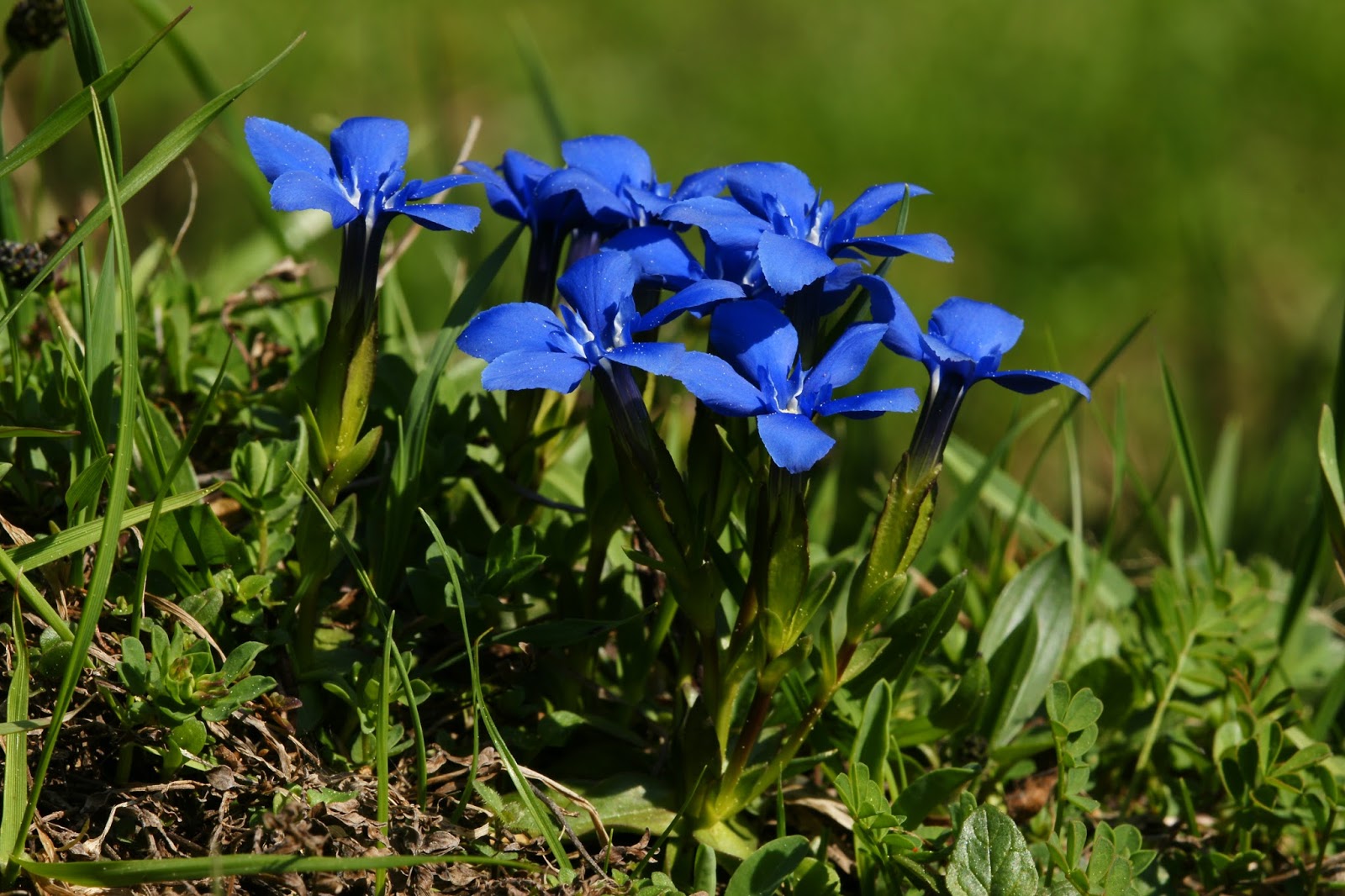 Plant World: Gentiana verna