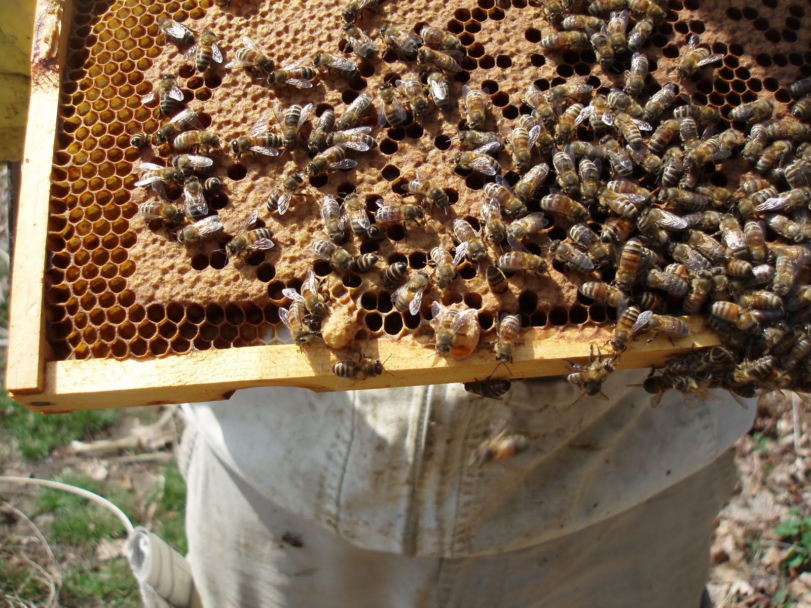 SteffesWood Apiary Aliquippa, PA: Making Queens: Supercedure Cells ...