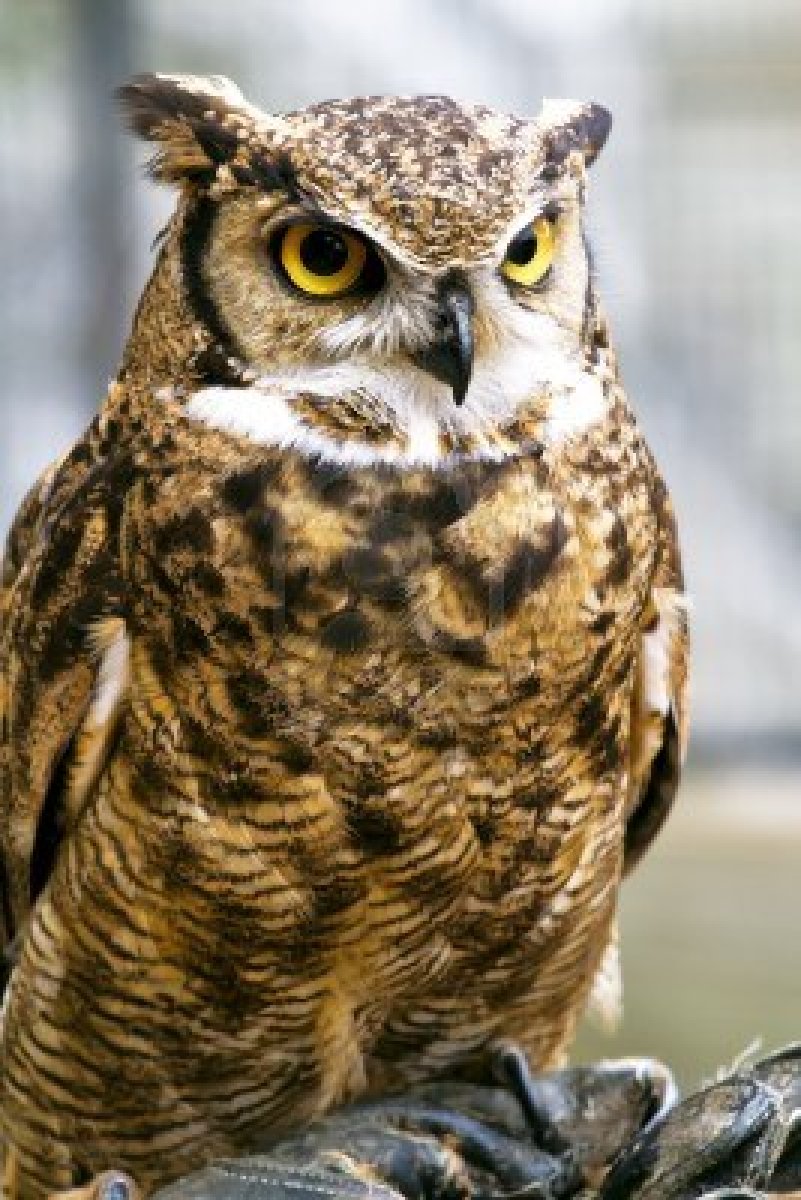 Búho: Búho real