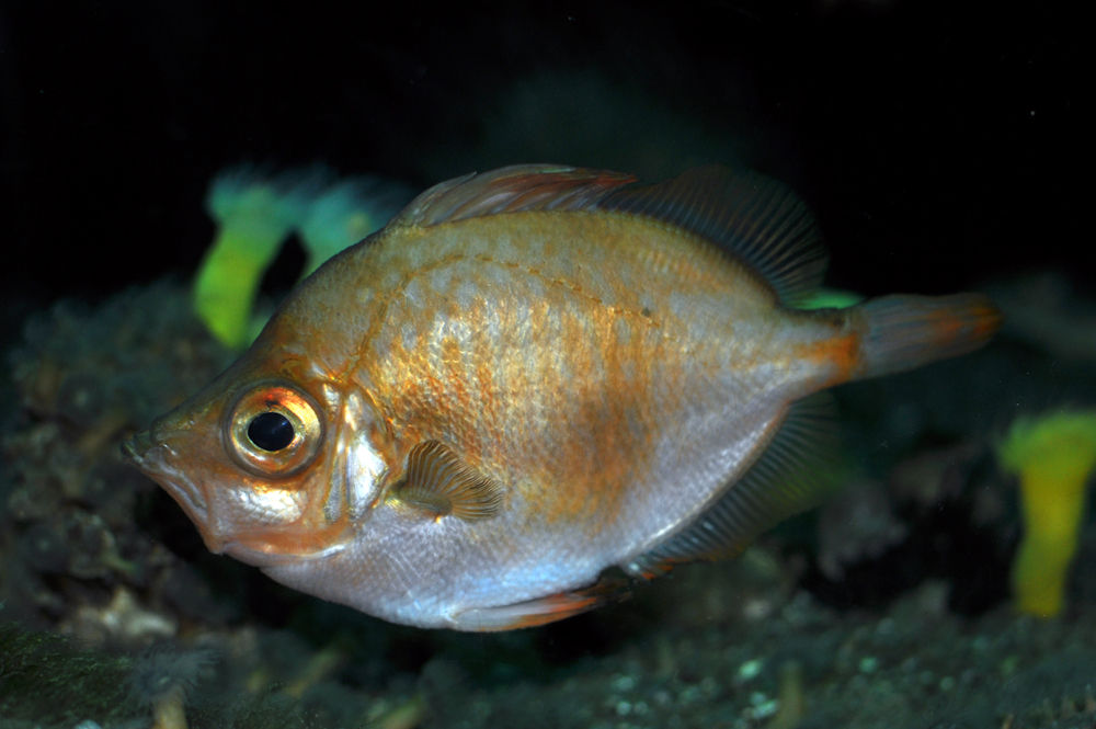 Real Monstrosities: What's up with all these pigfish?