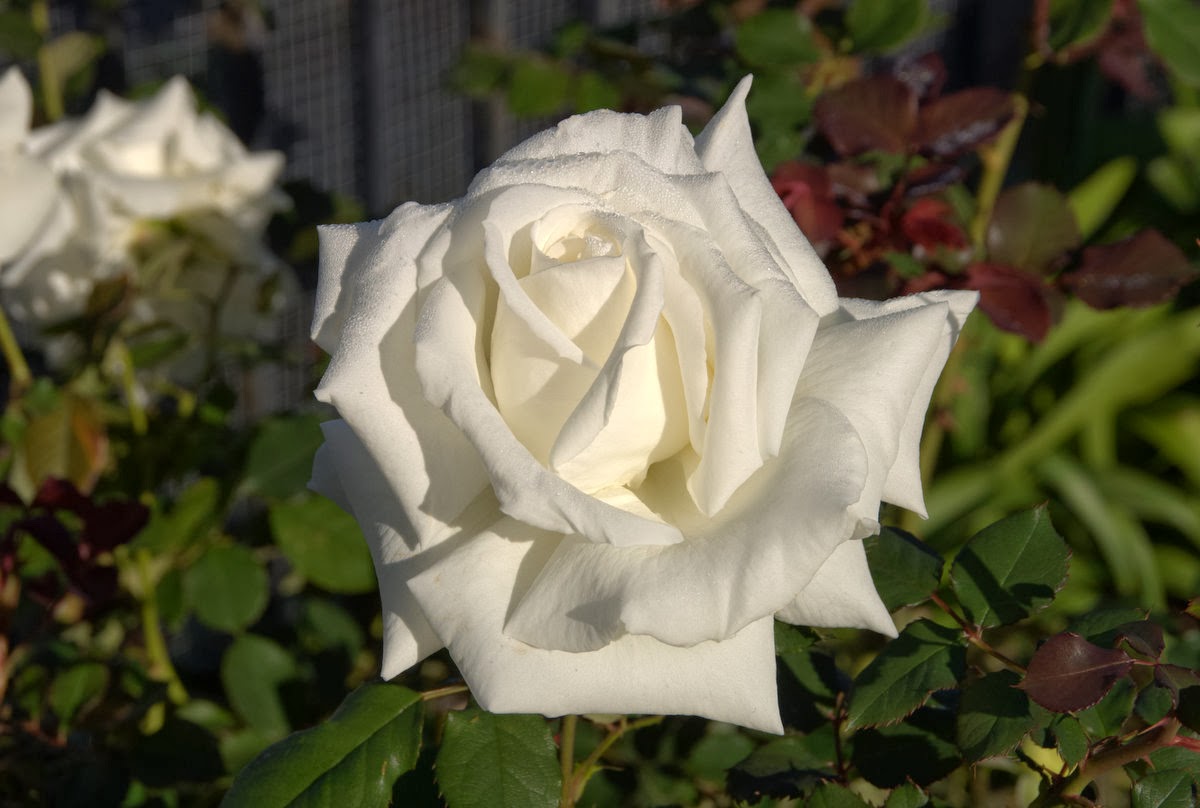 Organic Garden Dreams: January Roses