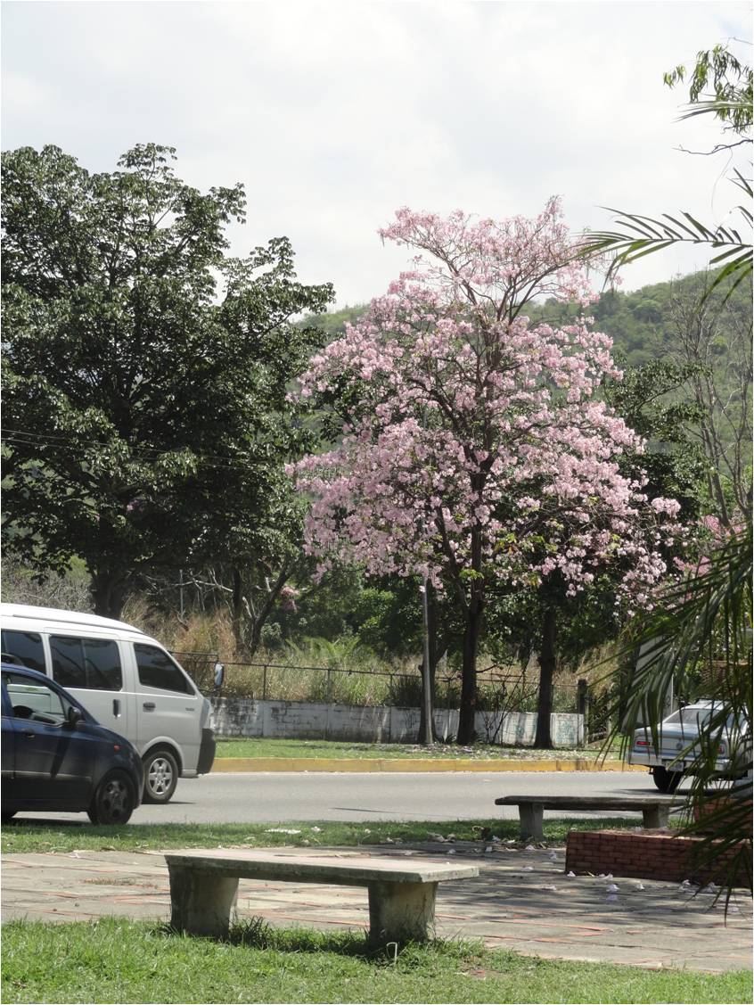La Doctora De Las Plantas: Apamate (Tabebuia rosea) un árbol ...