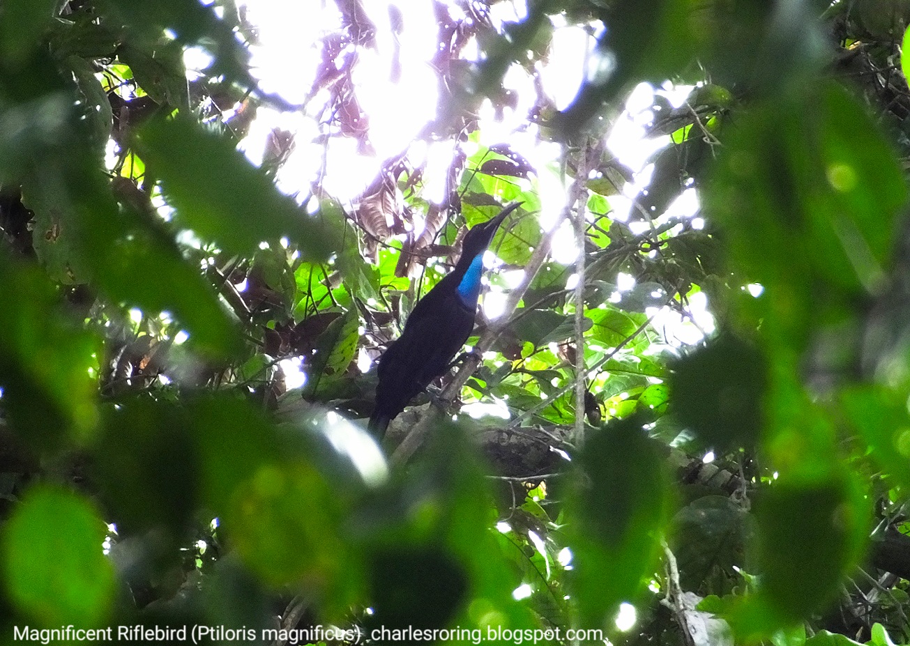 Birding and Wildlife Watching: Watching Magnificent Riflebird in ...