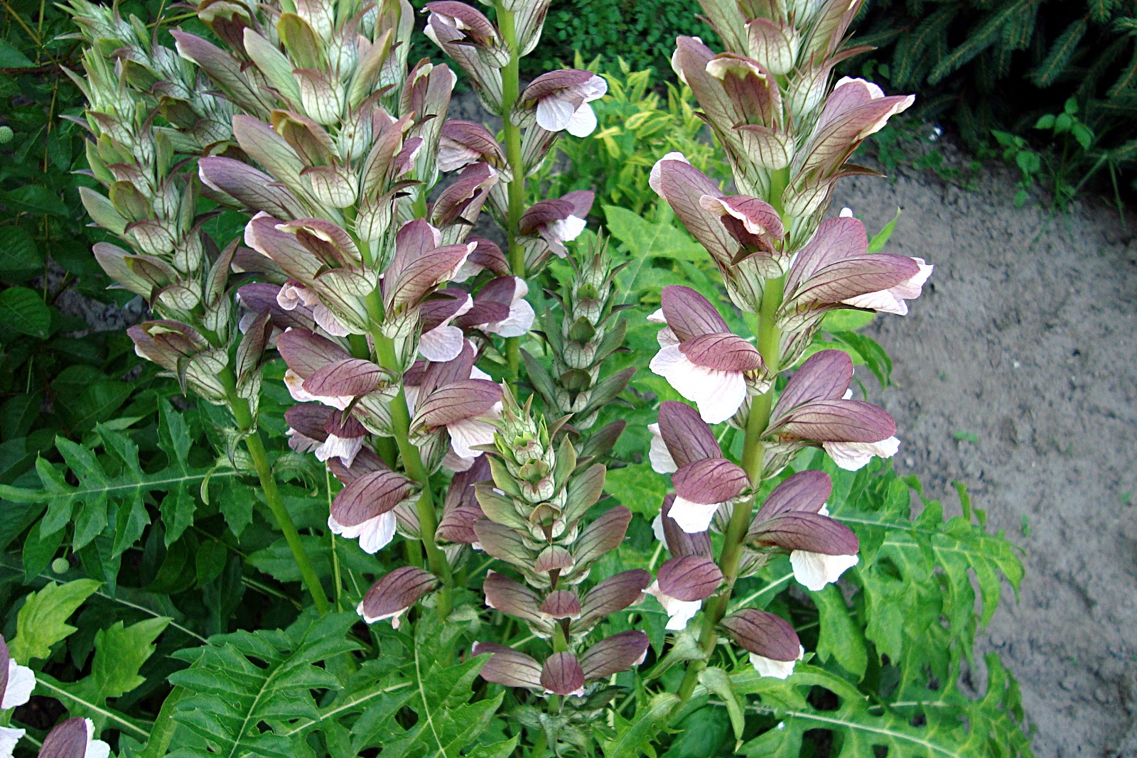 Z kwiatka na kwiatek w moim ogrodzie : Akant - Acanthus mollis