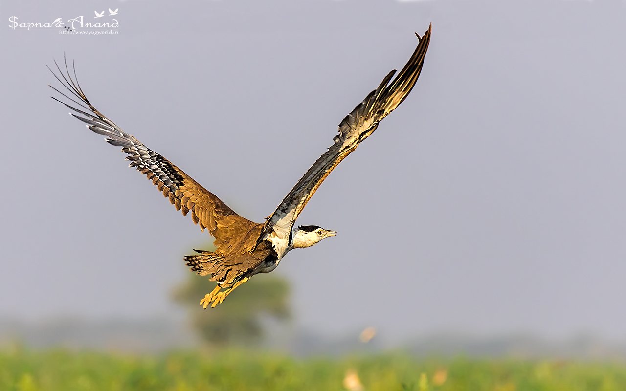 Great indian Bustard Flying Shot | YuGWoRLD