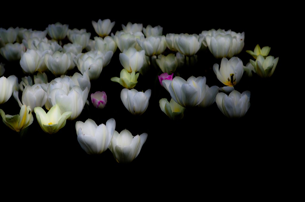 Flower Power - the wonder of color ~ Matthew G Beall :: Vision Driven ...