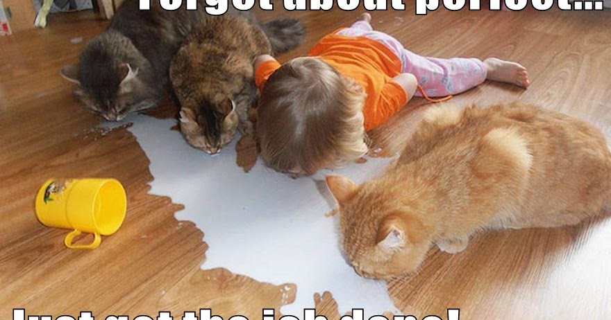 Growth Mindset & Feedback Cats: Forget about perfect... just get the ...