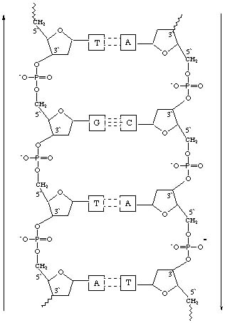 Standard Note: WATSON AND CRICK'S MODEL OF DNA