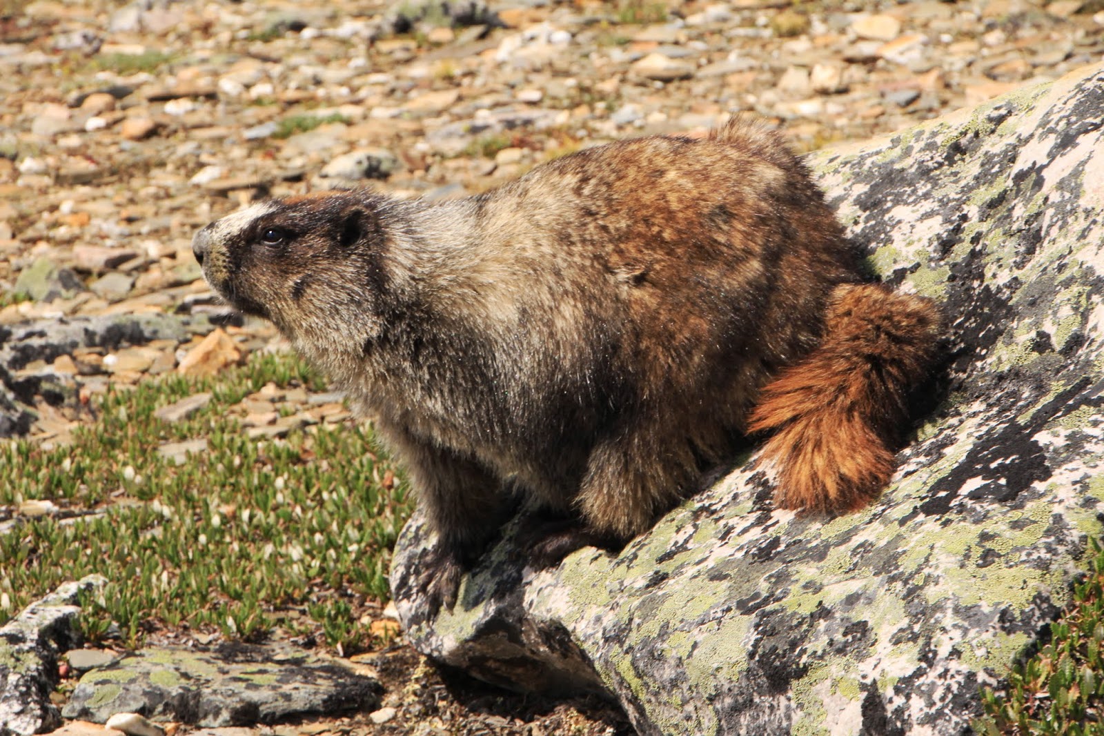 Family Adventures in the Canadian Rockies: Family-Friendly Summits in ...