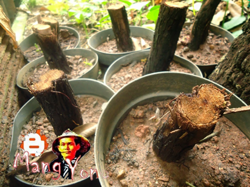 Cara memperbanyak pohon anggur dengan stek batang indukan